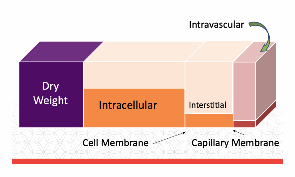 Understanding the fluid compartment model can help trauma nurses ...